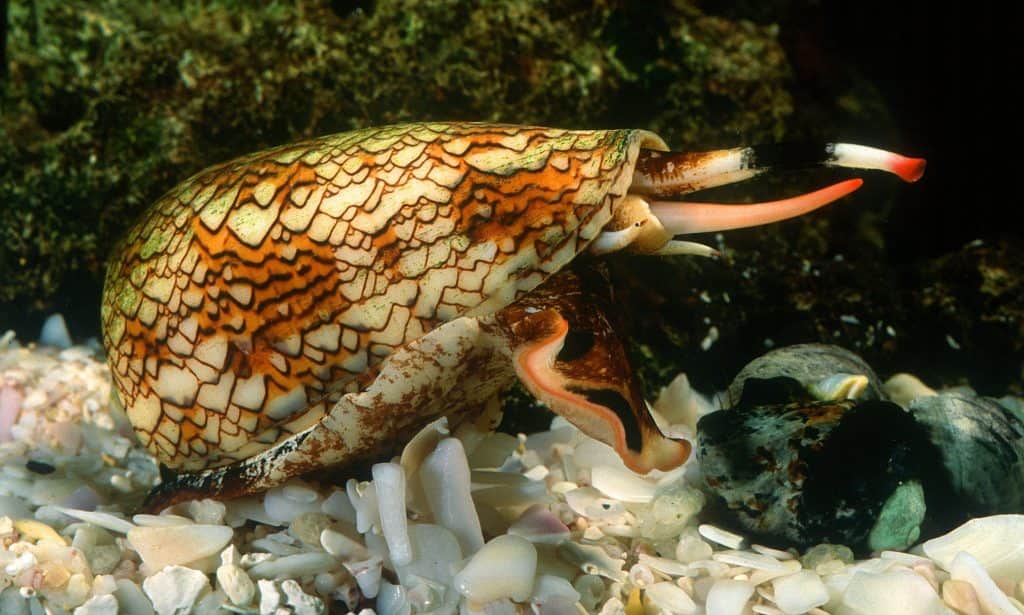 Marble Cone Snail – Money For Lunch